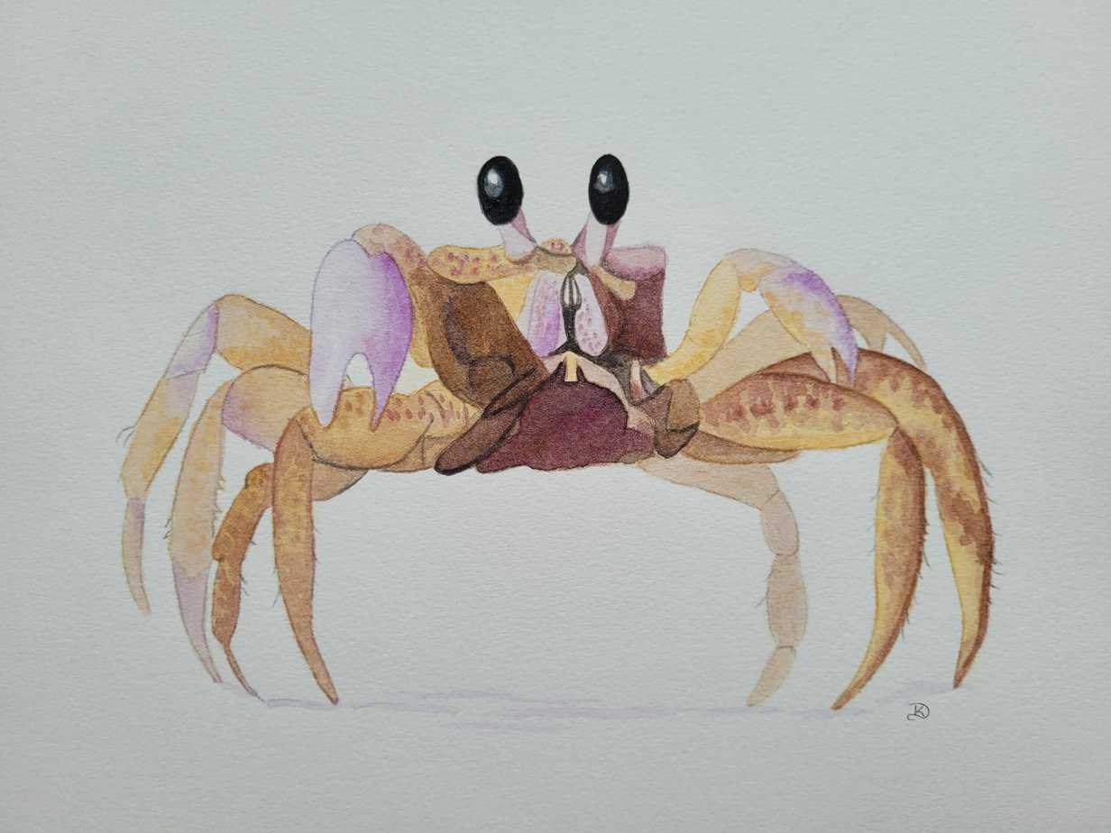 Crab - Original Watercolour Painting Framed A4 - Scottish Island Gifts