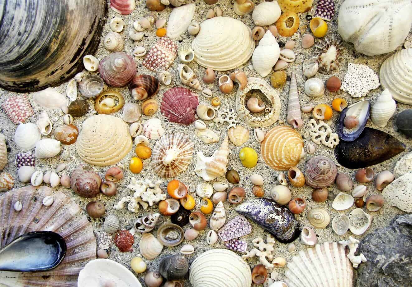 Seashore shell treasure jigsaw - Scottish Island Gifts